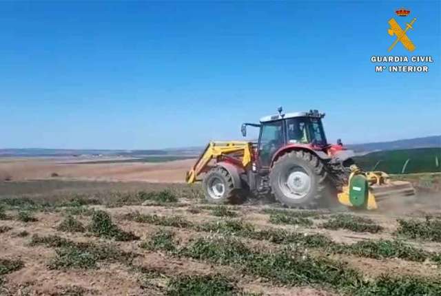 Desmantelada Mayor Plantación De Marihuana En Europa