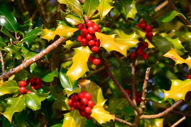 El acebo llega para Navidad