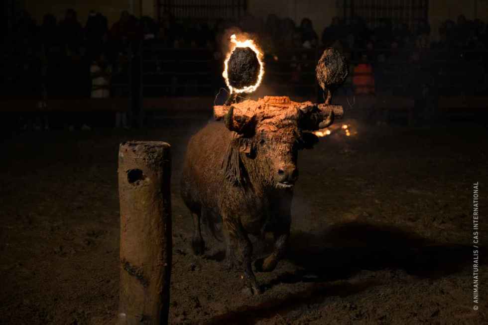 El toro jubilo regresa a la noche de Medinaceli con dos posturas ...