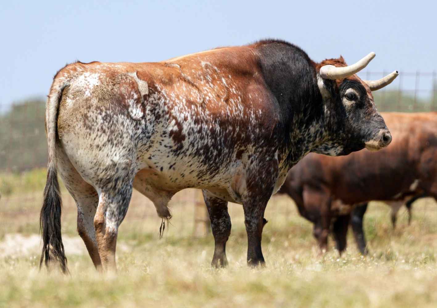 Los toros de Peñajara debutan en la feria de San Juan de Soria